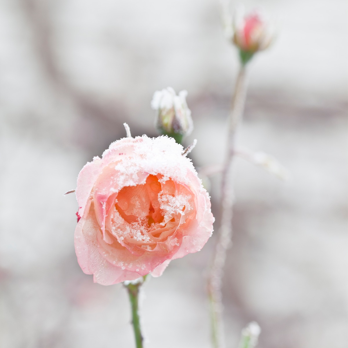 Don DeLillo: Nolla Kelviniä - Kirjaluotsi